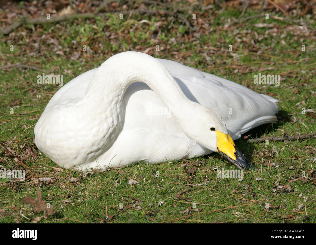 Whooper Swan, Cygnus cygnus, Anatidae Stock Photo - Alamy