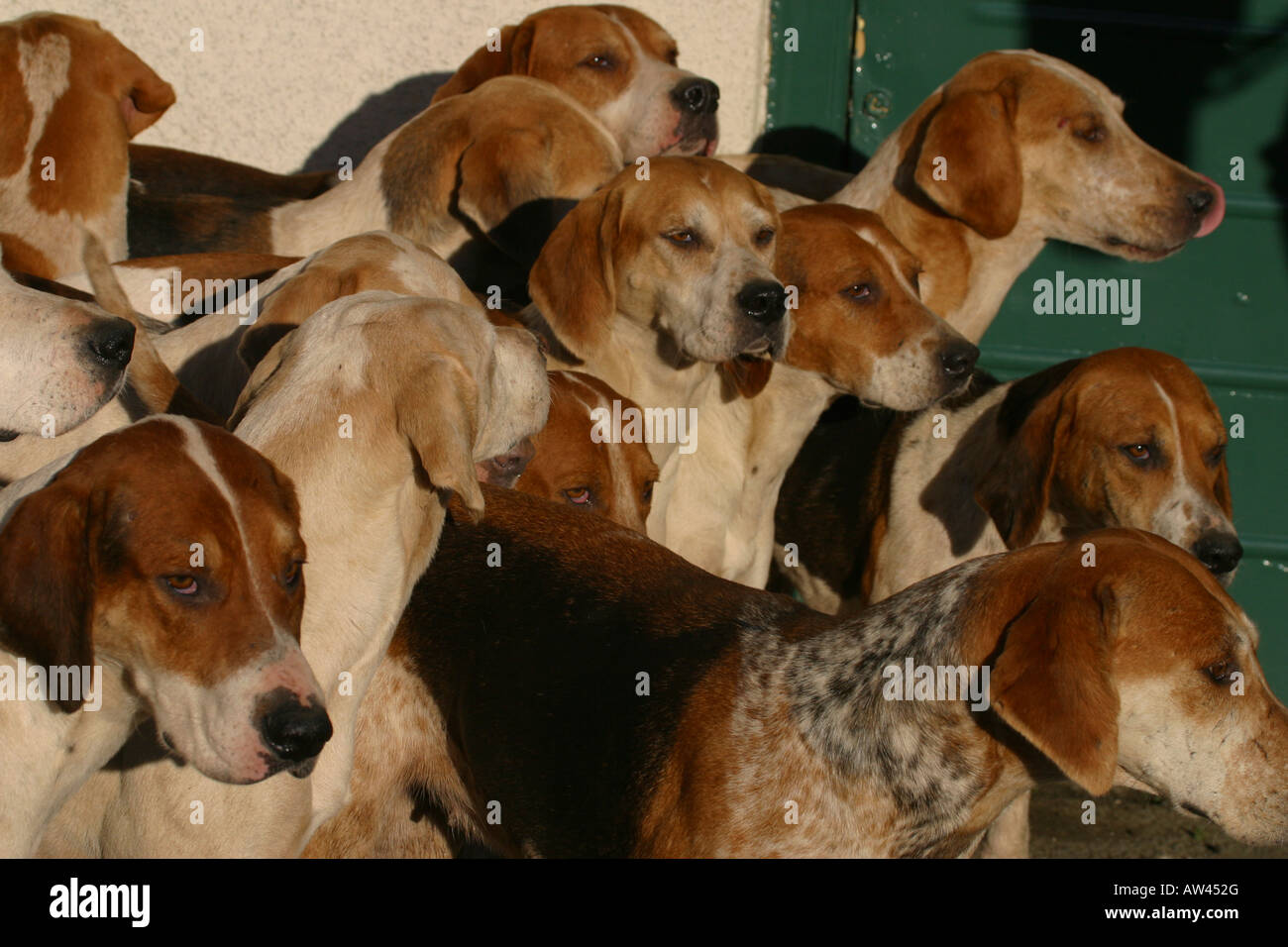 Fox Hunt hounds, closeup sunshine. dogs cub farm farming Stock Photo ...
