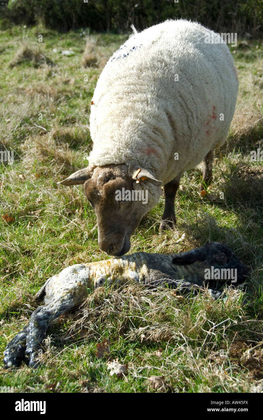 Sheep Giving Birth Stock Photos & Sheep Giving Birth Stock Images - Alamy