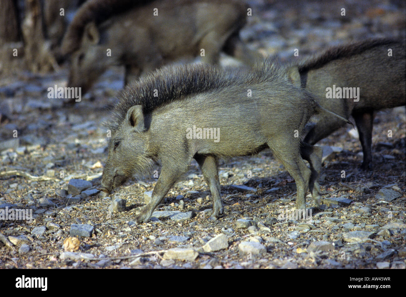 Indian Wild boar Stock Photo - Alamy