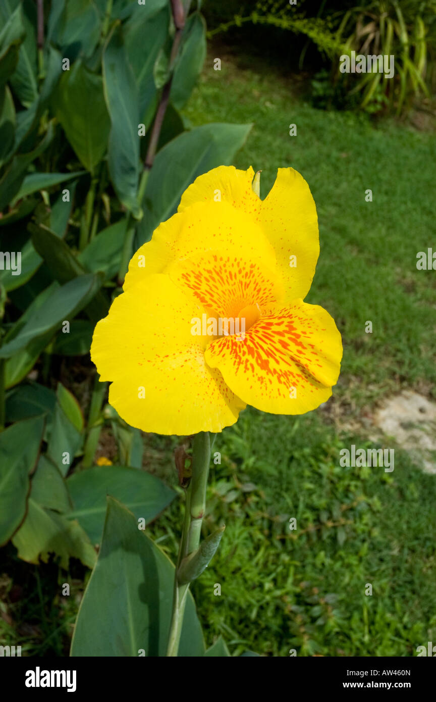 Yellow Tropical Flower Stock Photo - Alamy