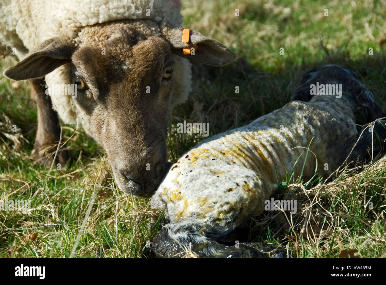 Stock photo of a sheep giving birth to a lamb The sheep is being helped ...