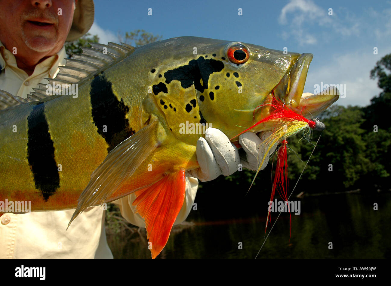 Giant speckled peacock bass caught on jig from a lagoon in Brazil's ...