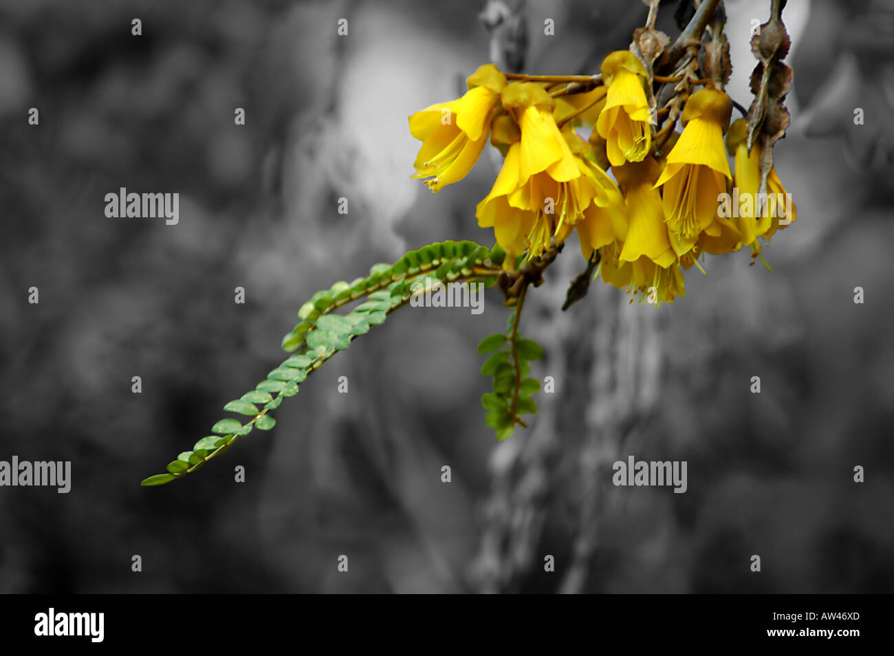Kowhai flowers hi-res stock photography and images - Alamy