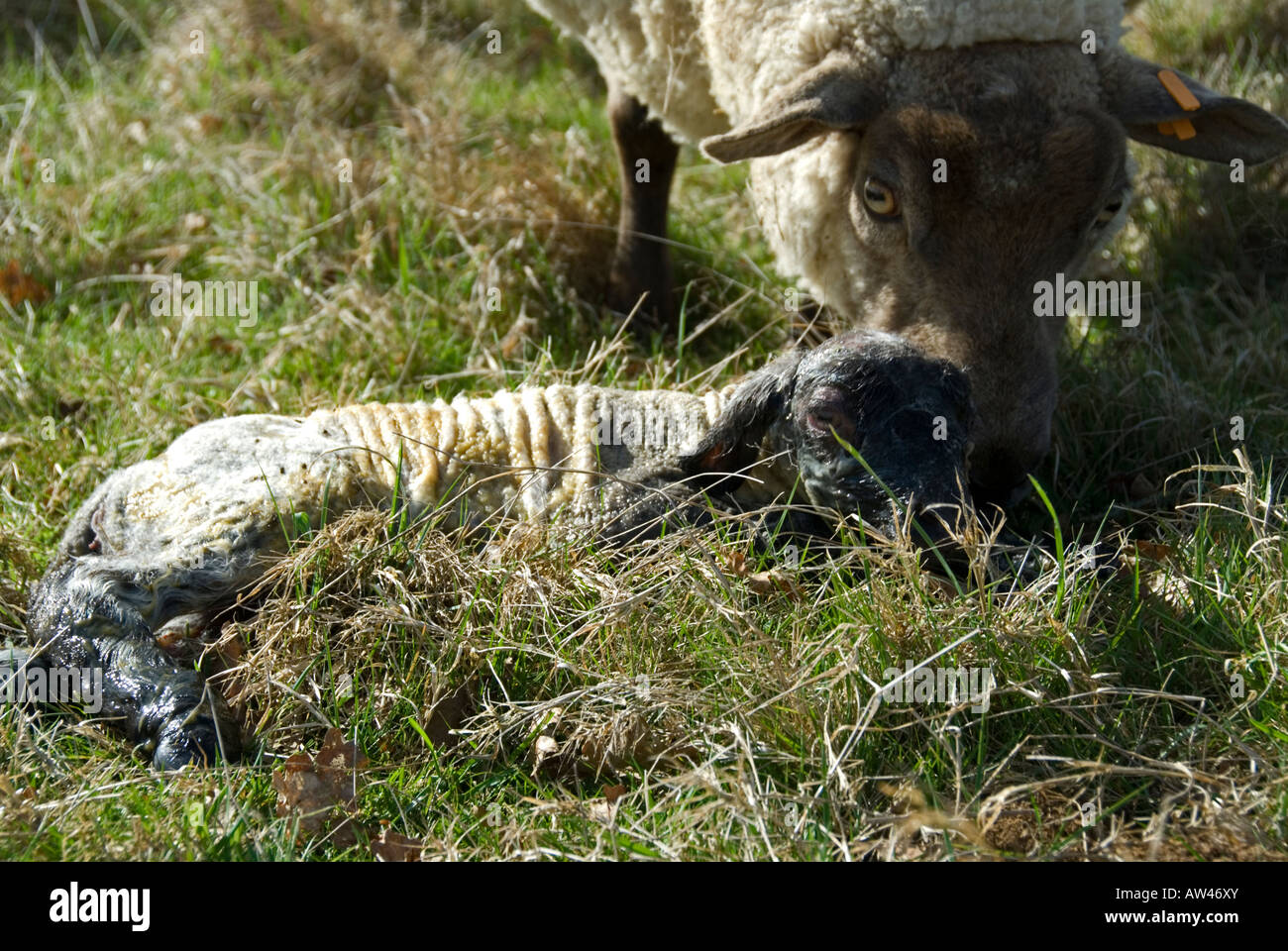 Stock photo of a sheep giving birth to a lamb The sheep is being helped ...