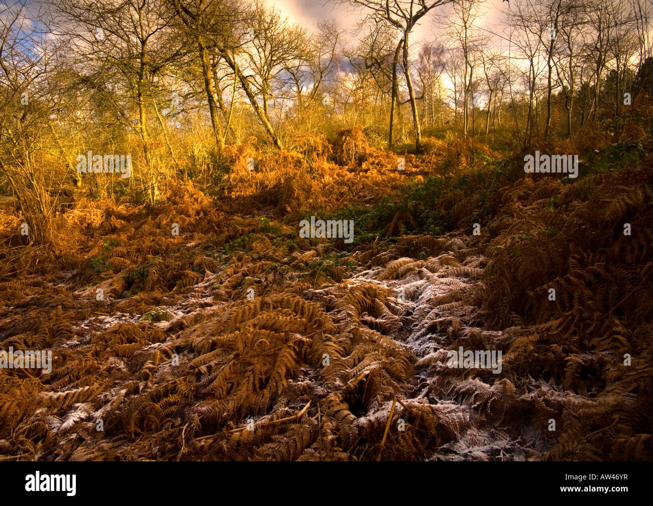 woodland autumn frost Stock Photo - Alamy