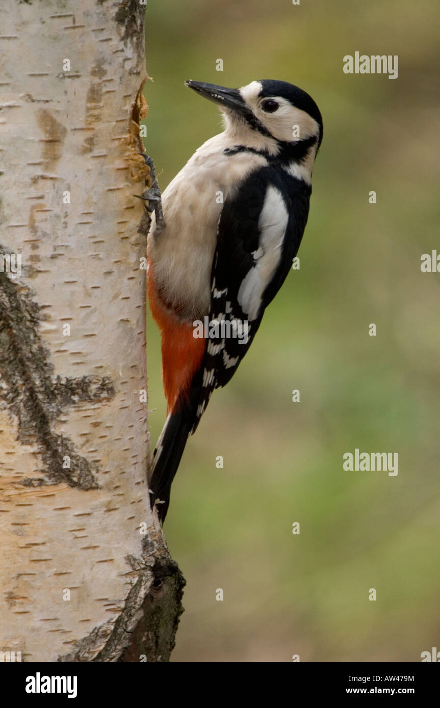 Dendrocopos major bird hi-res stock photography and images - Alamy