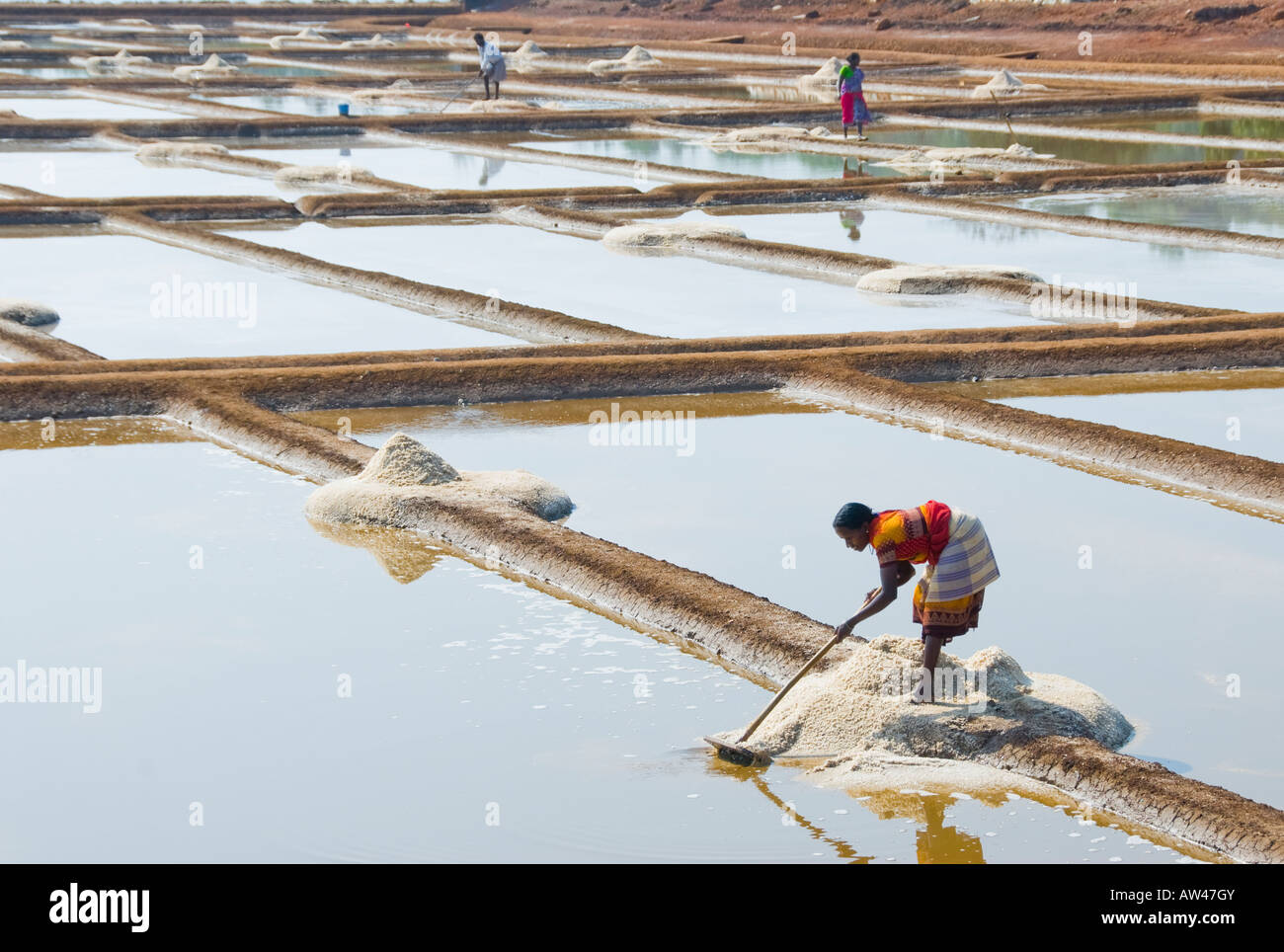 A woman gathering salt from a salt pan in India Stock Photo - Alamy