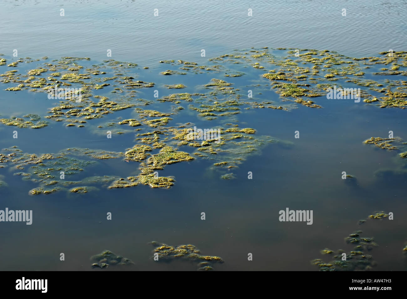 Plants algae in river hi-res stock photography and images - Alamy