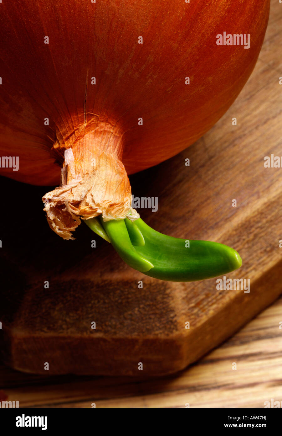 A sprouting onion Stock Photo - Alamy