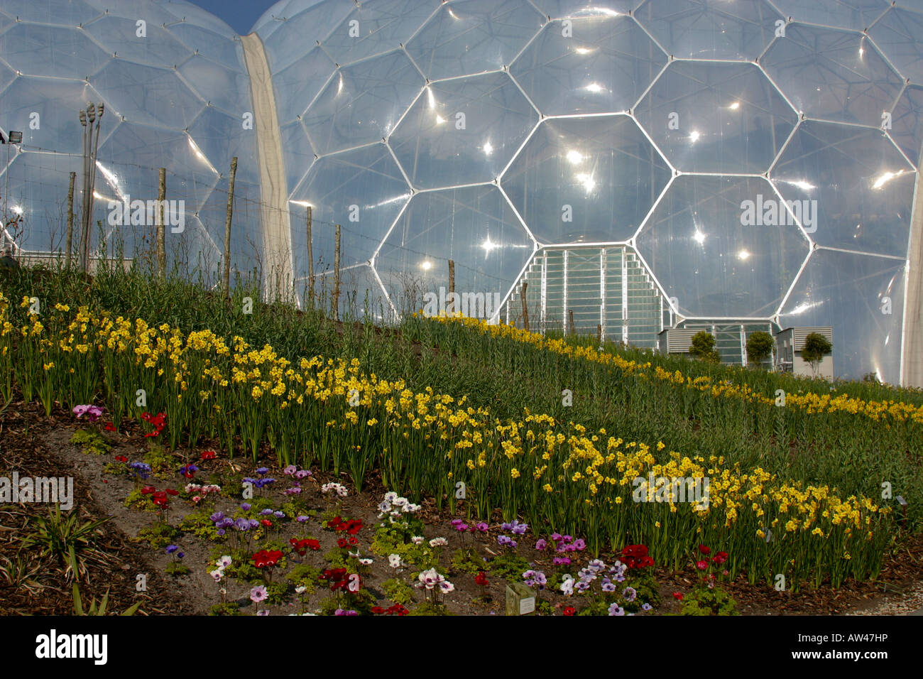 Eden Project, St Austell, Cornwall. Biodome, Greenhouse with tropical ...