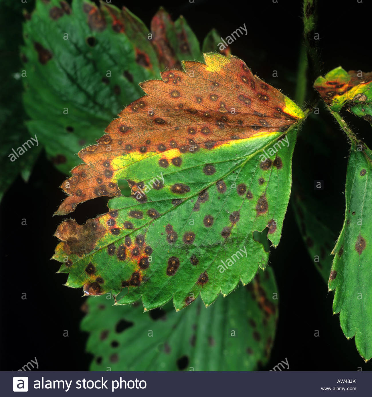 Mycosphaerella Stock Photos & Mycosphaerella Stock Images - Alamy