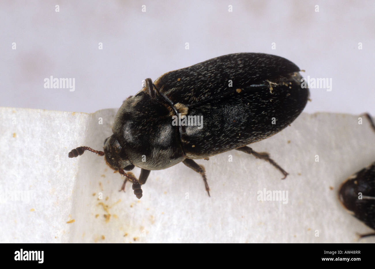 Hide beetle hi-res stock photography and images - Alamy