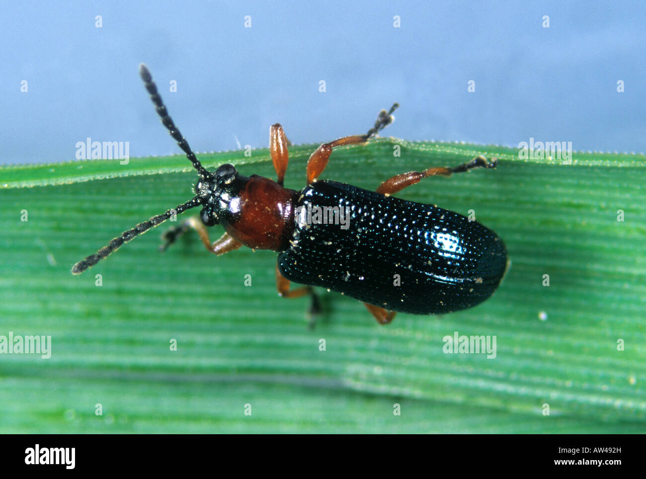 Oulema melanopus oat leaf beetle hi-res stock photography and images ...