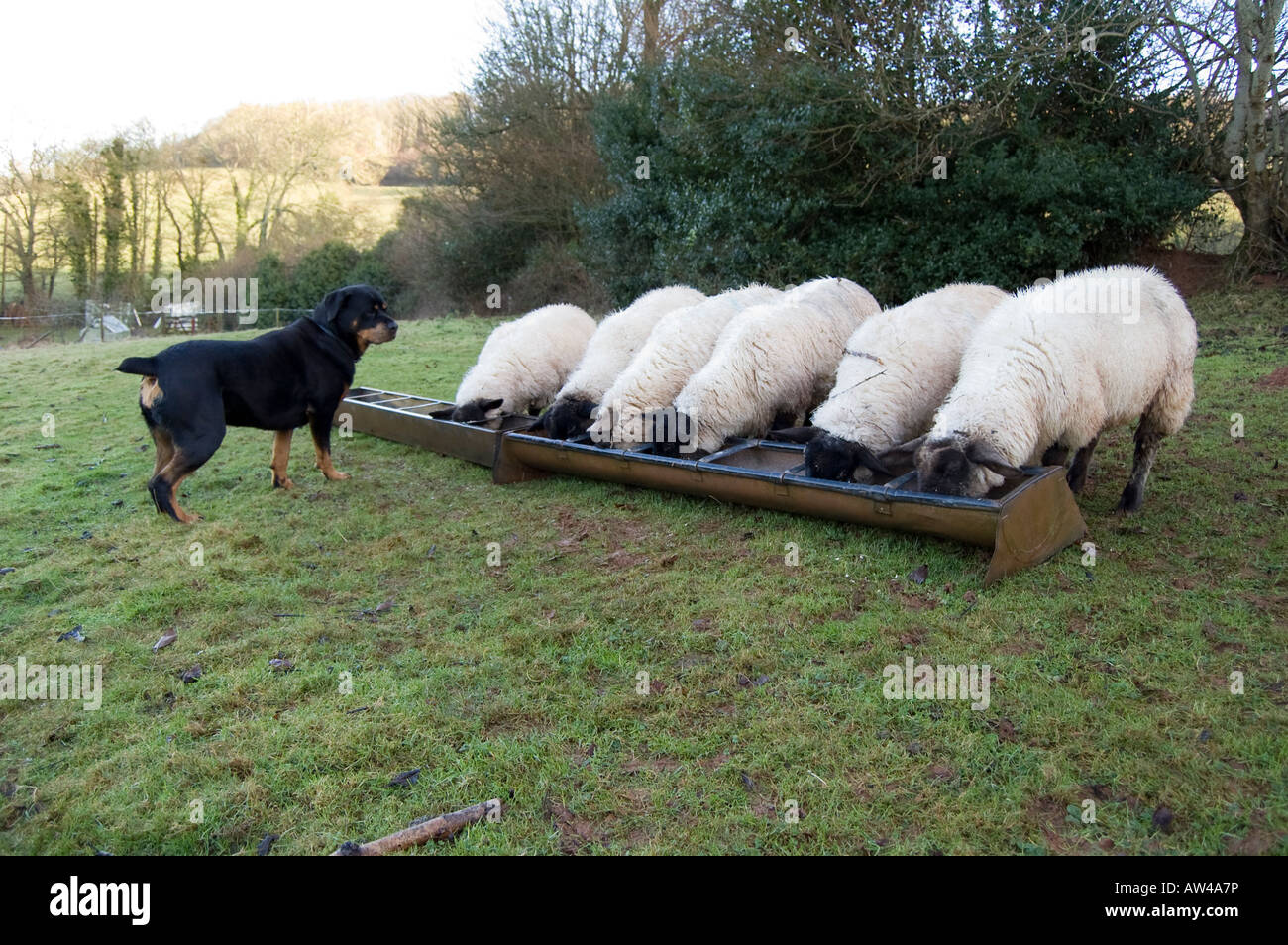 All In Line Stock Photo - Alamy