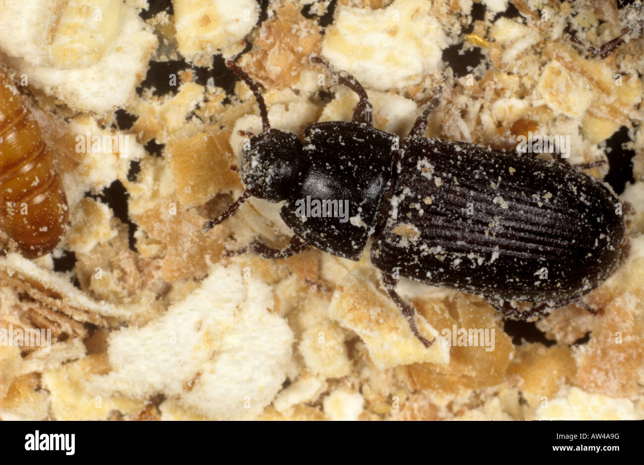 Yellow mealworm Tenebrio molitor adult beetle on cereal debris Stock ...