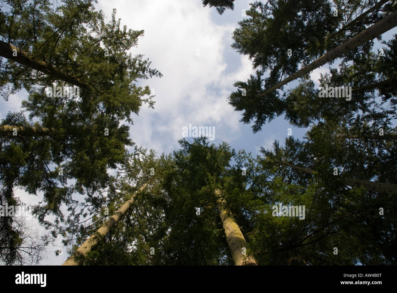 A view through the trees Stock Photo - Alamy