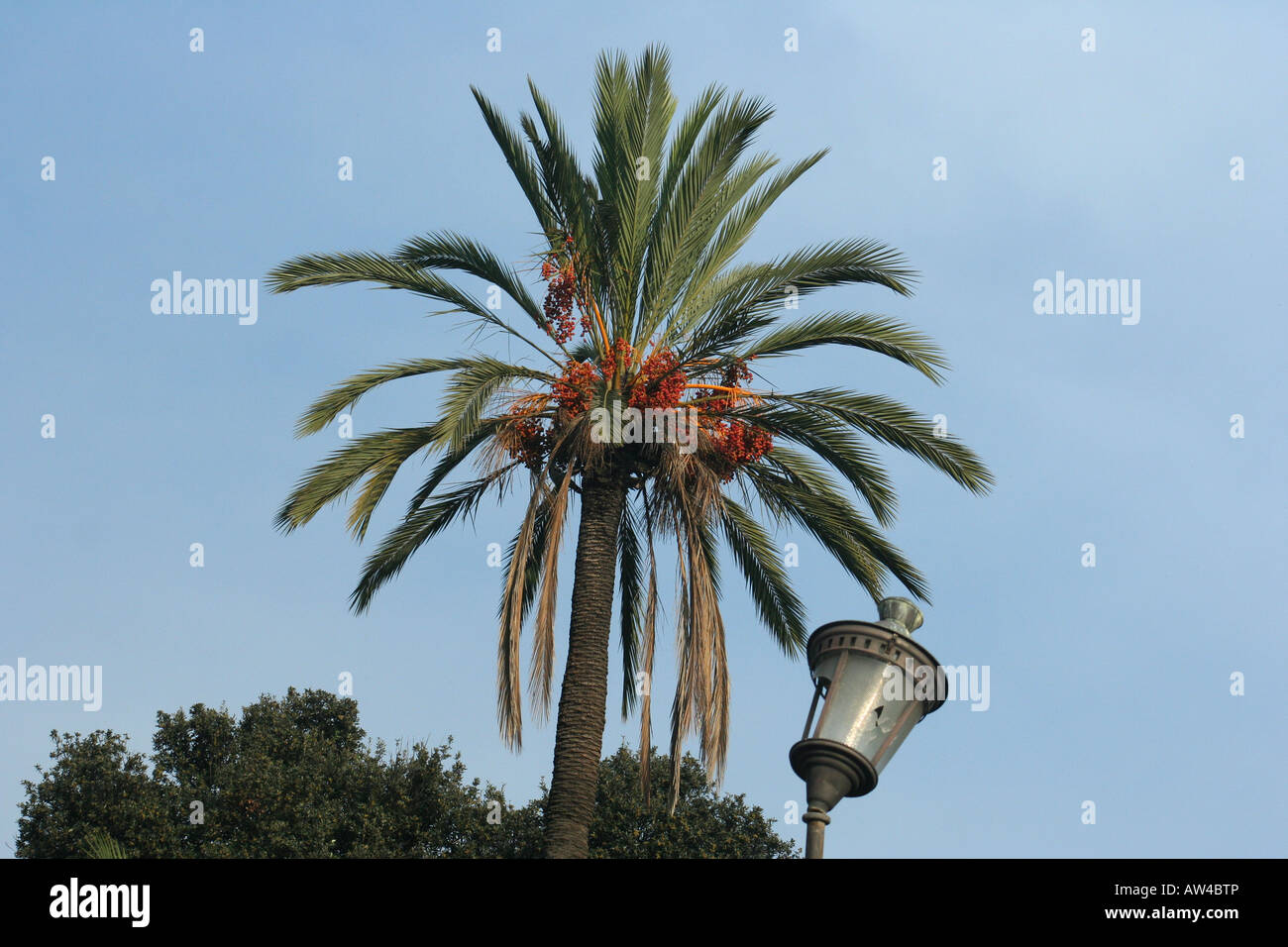 Palm tree and lamp in Rome, Italy Stock Photo - Alamy