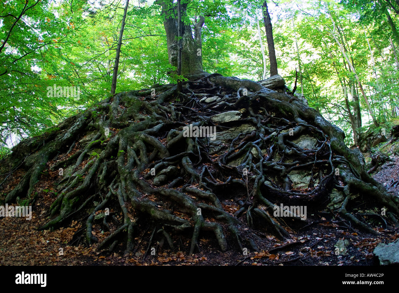 A tree roots growing over rocks in a forrest in Austria Stock Photo - Alamy