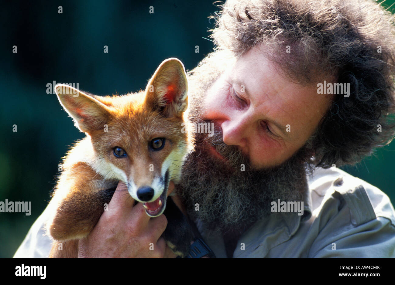 volunteer looking after an orphaned fox at an animal rescue centre ...