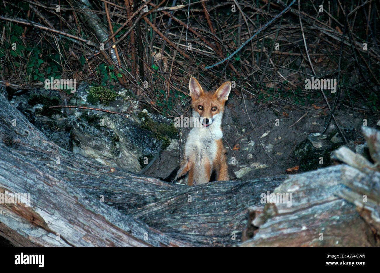 renard roux Rotfuchs Red Fox Vulpes vulpes standing animal Canidae ...