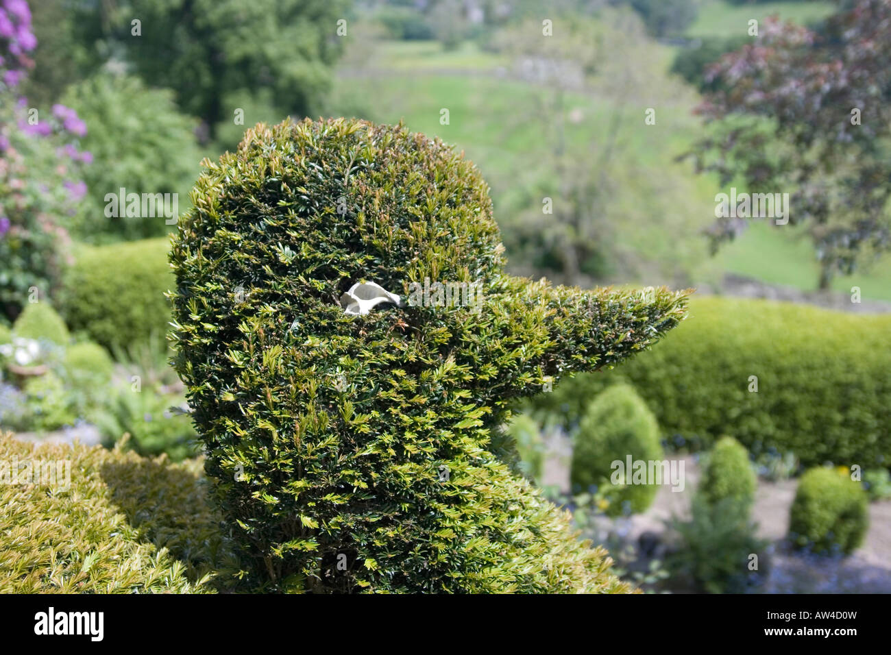 Close up of head of yew topiary sculpture of a chick with shell eye in ...