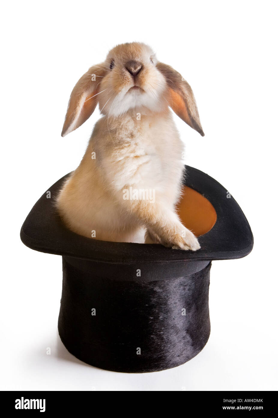 Rabbit top hat hi-res stock photography and images - Alamy