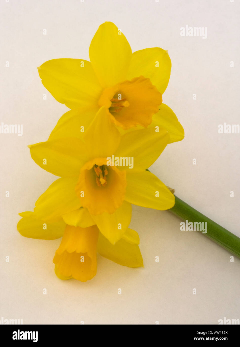 Yellow daffodils flowers,Wales,England,UK Stock Photo - Alamy
