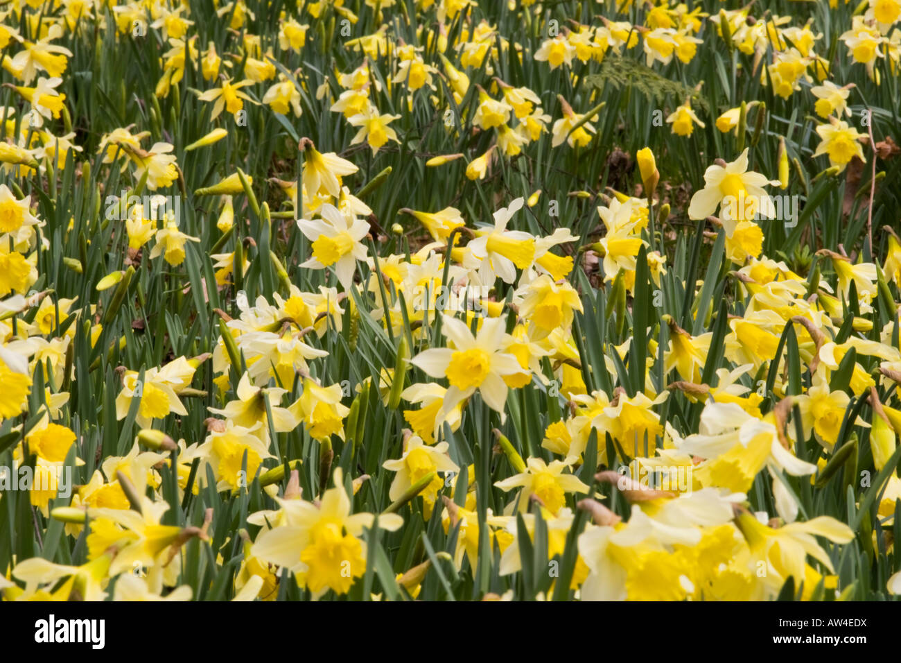 Plants of wales plantlife of wales hi-res stock photography and images ...