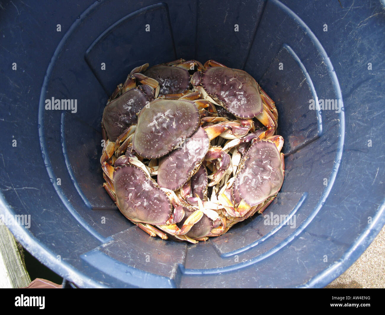 Dungeness crab oregon hi-res stock photography and images - Alamy