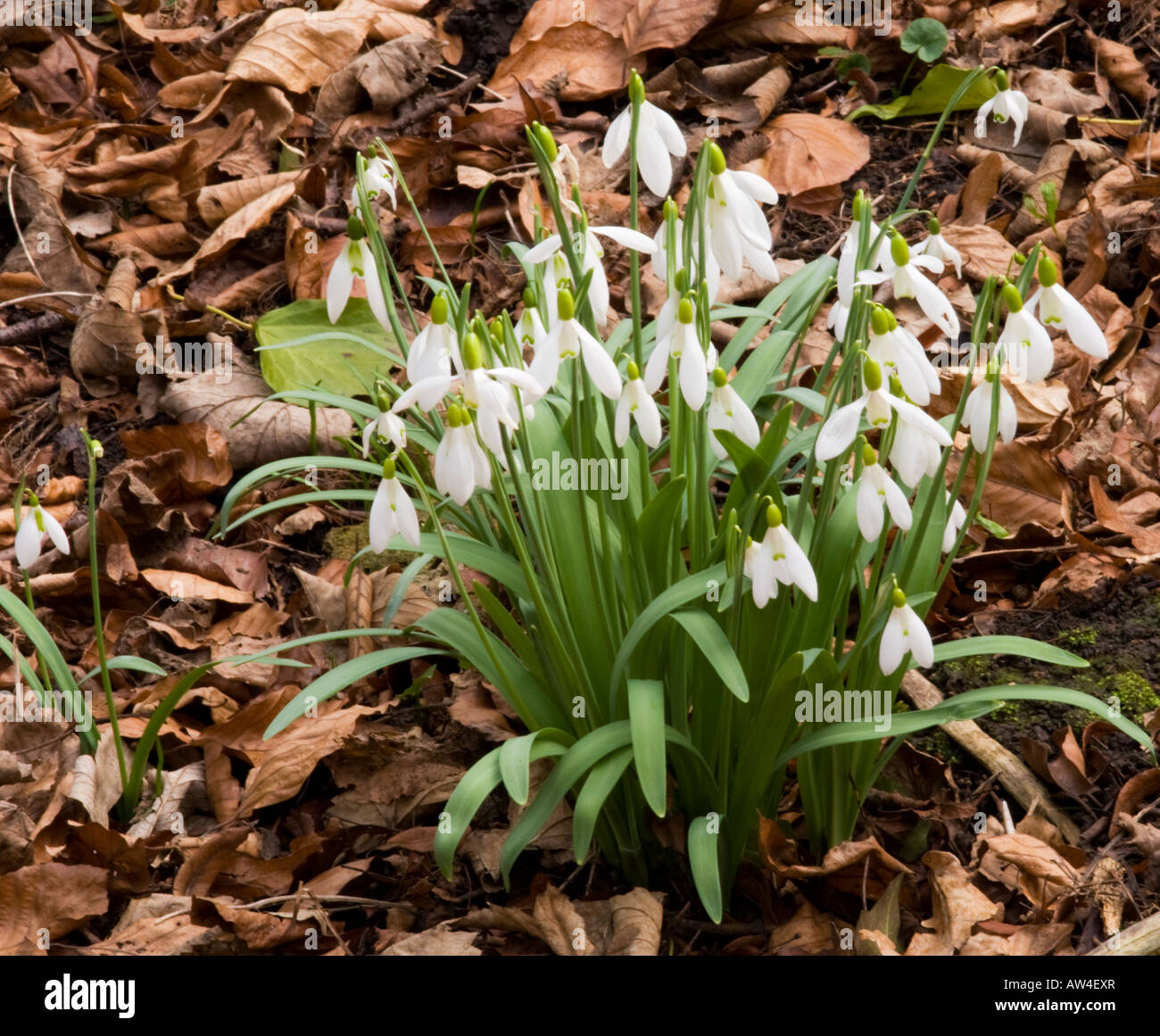 Snowdrops growing with dry leaves,Essex,England,UK Stock Photo - Alamy