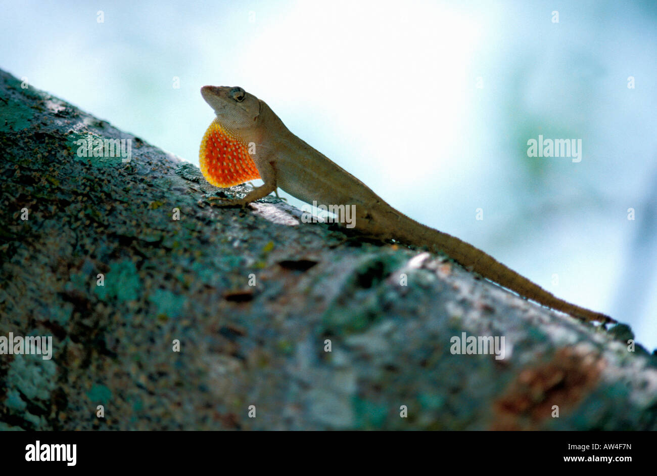 anolis GREEN ANOLE LIZARD ANOLIS CAROLINENSIS ON A tree SOUTH CAROLINA ...