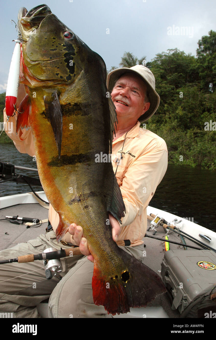 An angler admires a 22 pound peacock bass caught on a topwater plug ...