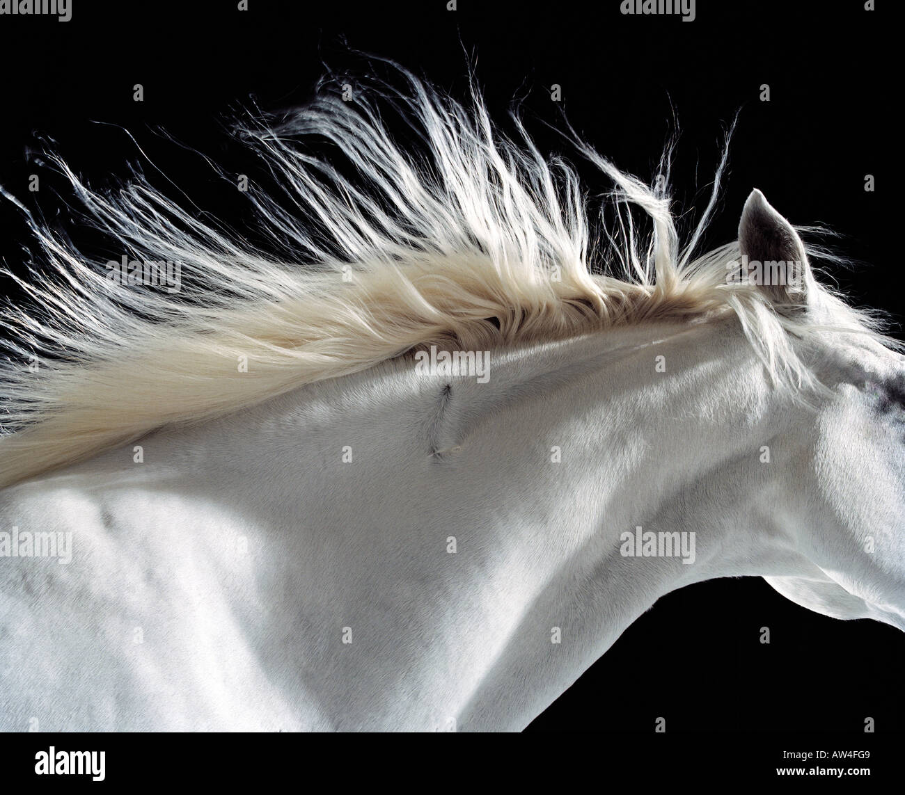 Flowing mane hi-res stock photography and images - Alamy