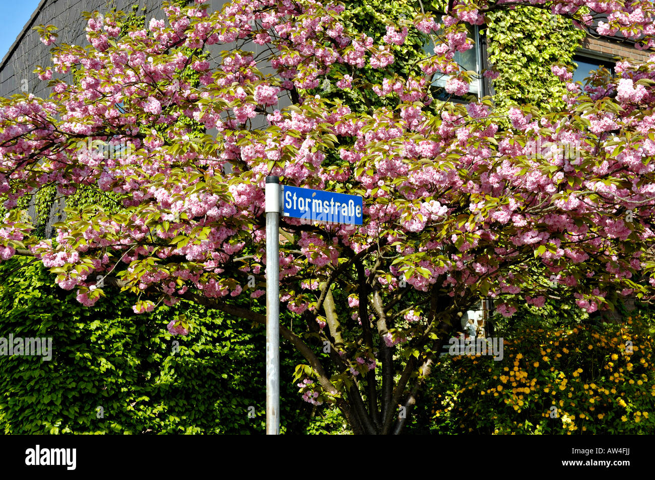 Residential street corner with house and flowering cherry tree and ...