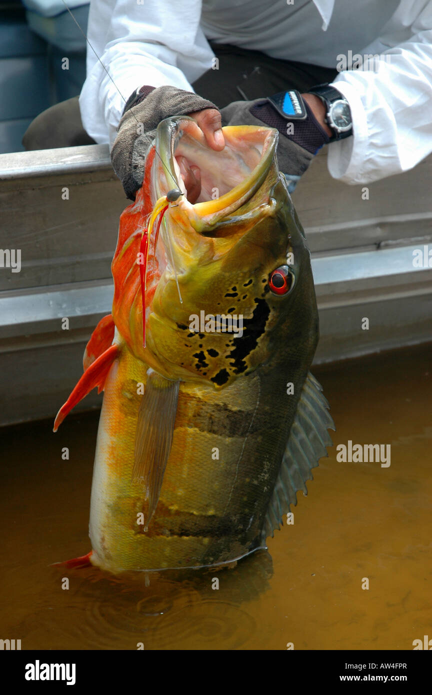 Giant speckled peacock bass caught on jig from a lagoon in Brazil's ...