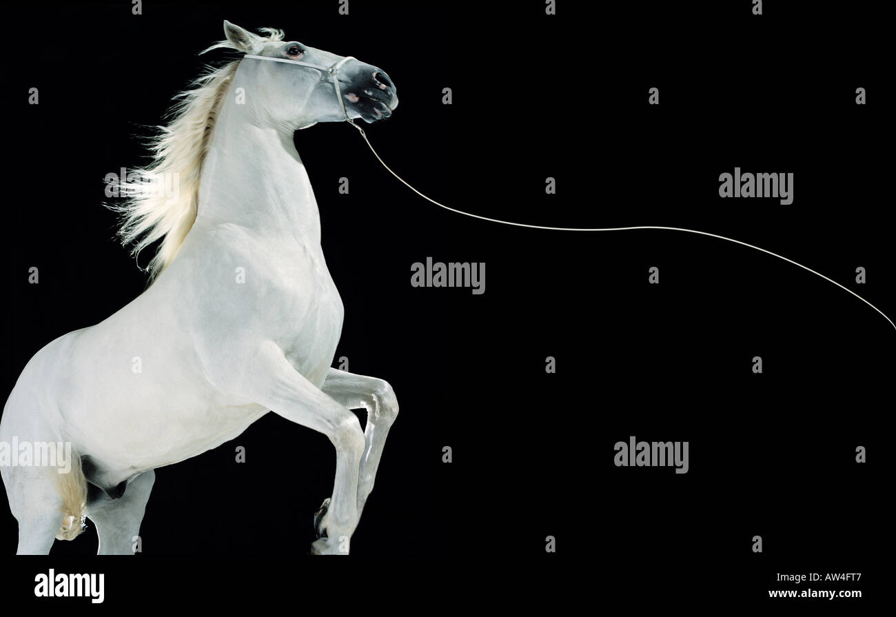 Leaping horse hi-res stock photography and images - Alamy