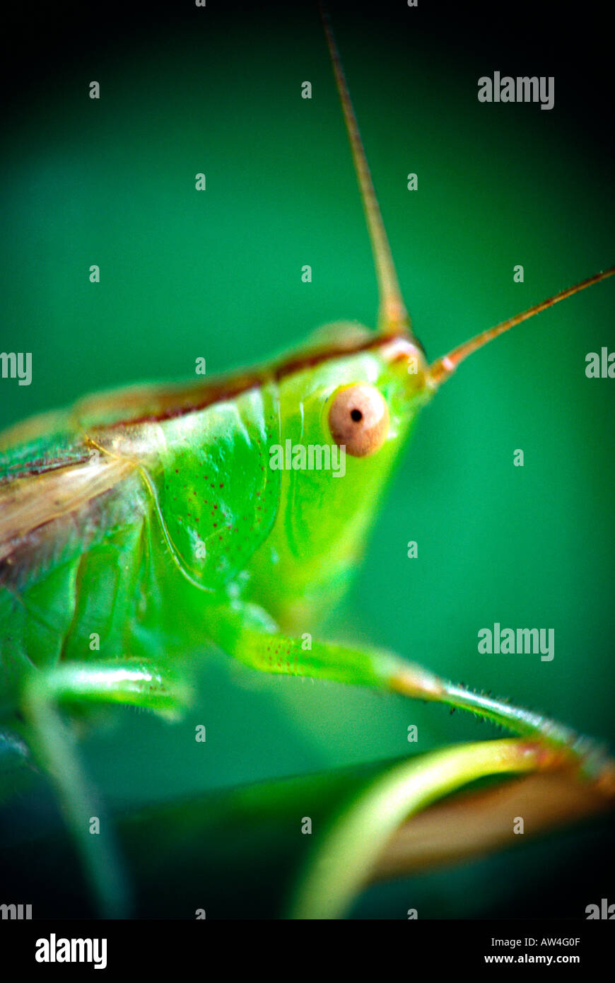 Grasshopper eyes the camera from a holly leaf Stock Photo - Alamy