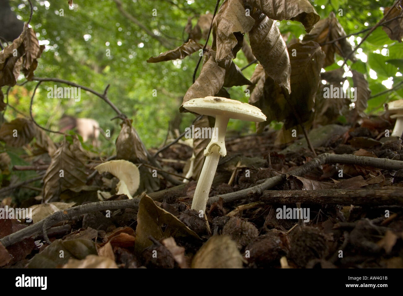 Toadstool on woodland floor Stock Photo - Alamy