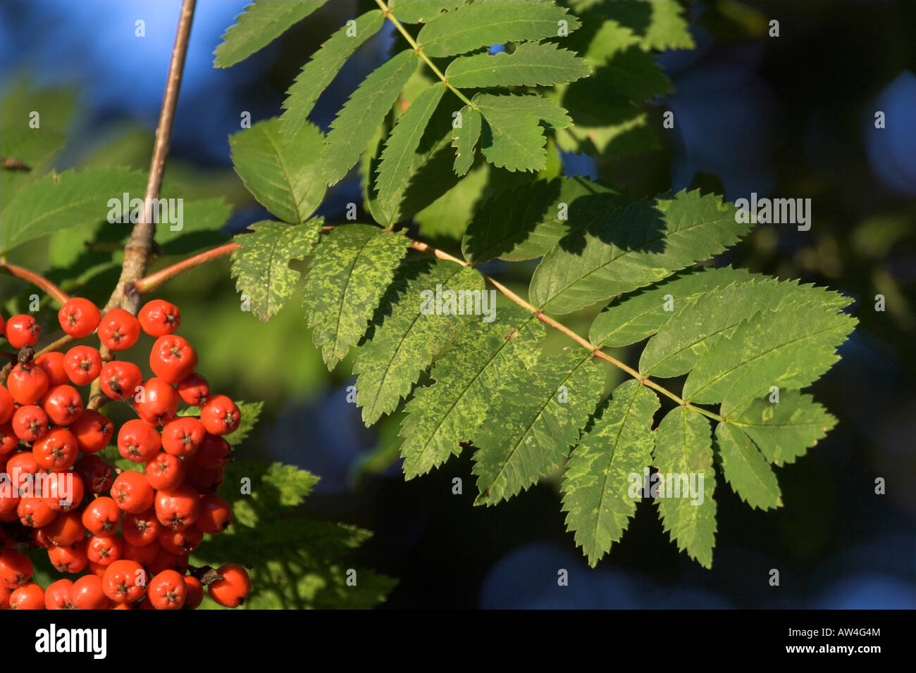 Mountain ash berries on tree Stock Photo - Alamy