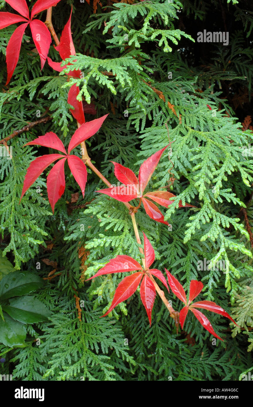 Climber Leaves High Resolution Stock Photography and Images - Alamy