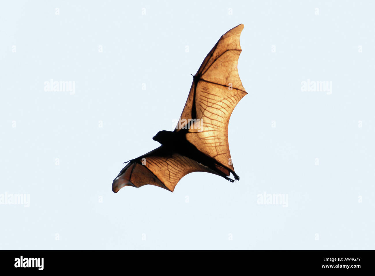 roussette Flying Dog Large Flying Fox Borneo Indonesia Pteropus ...