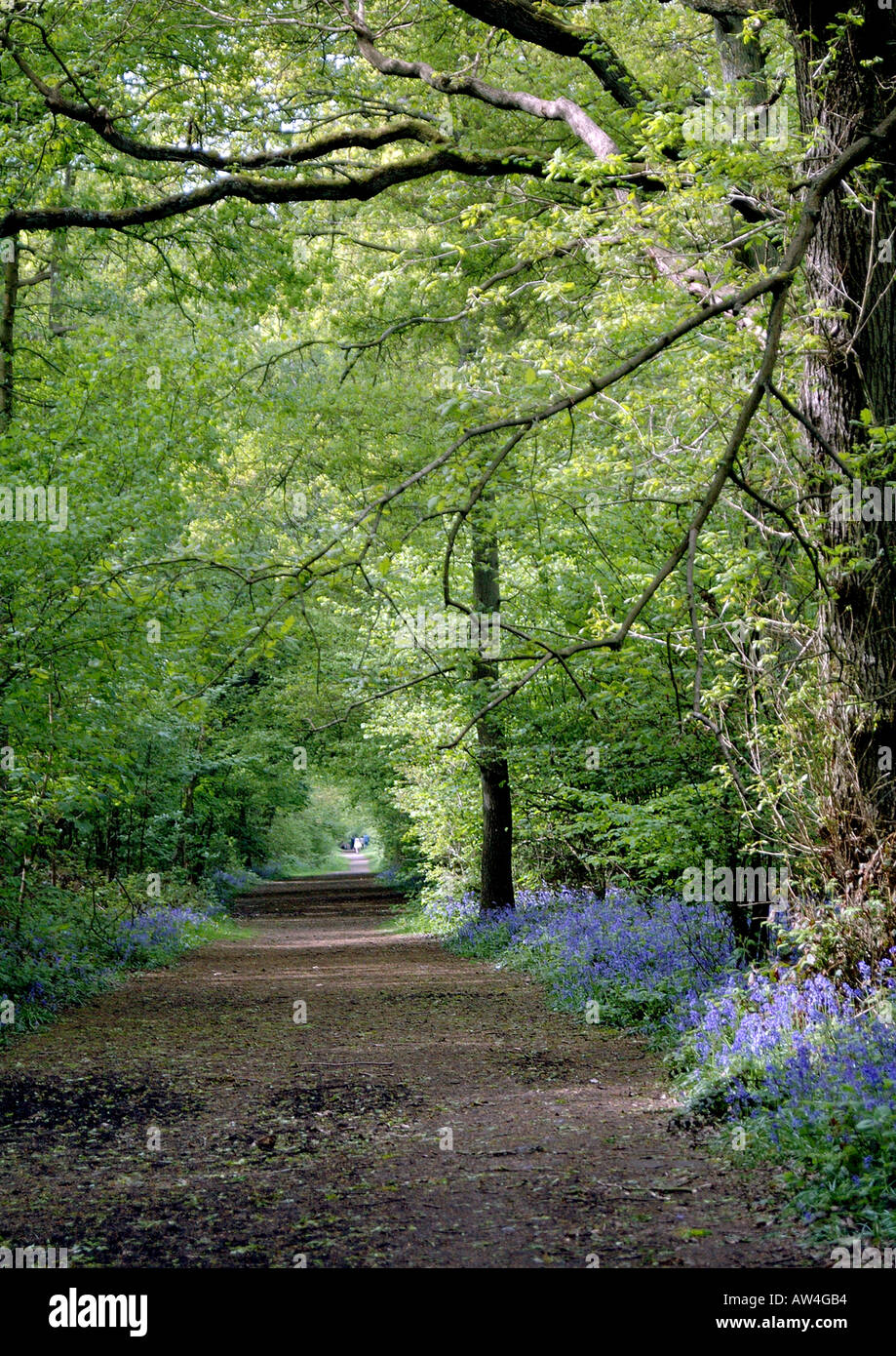 Kingswood in the Spring with Bluebells Sanderstead Surrey Stock Photo ...