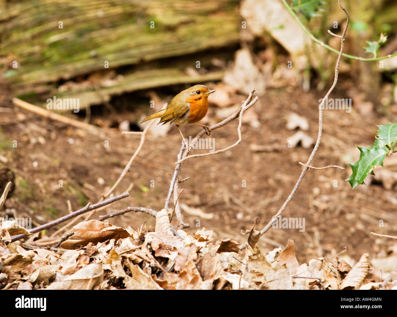 Robin bird hi-res stock photography and images - Alamy