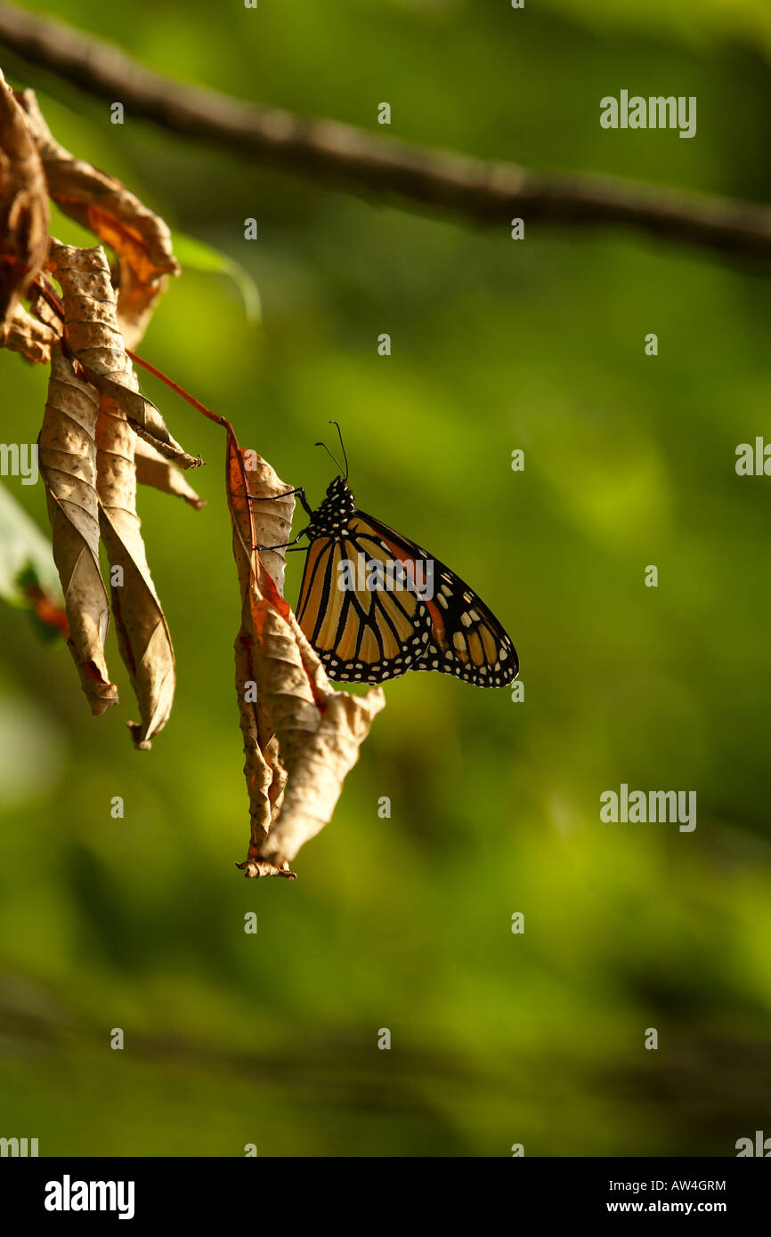 Dead monarch butterfly hi-res stock photography and images - Alamy