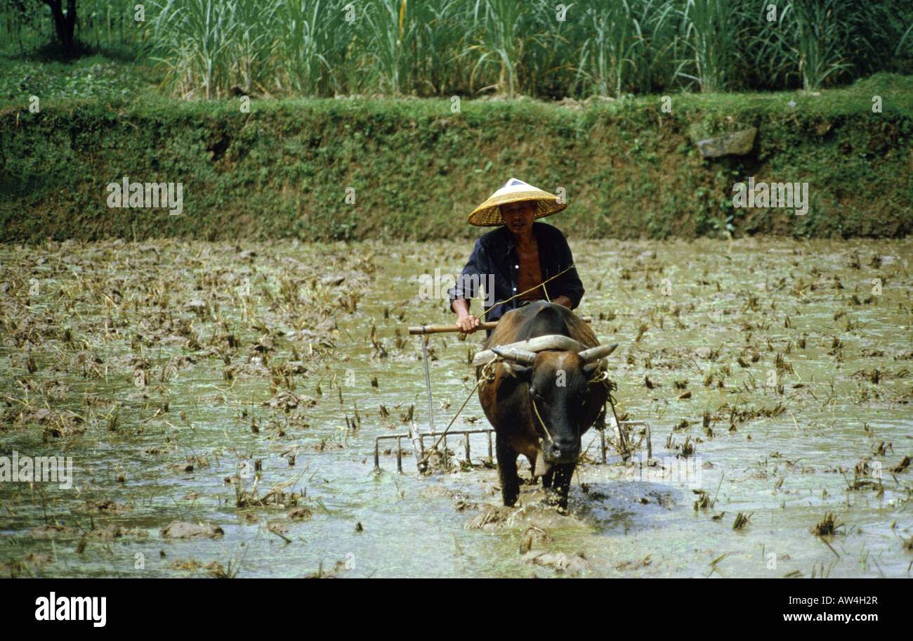 Man and buffalo working in paddy fields South West Stock Photo - Alamy