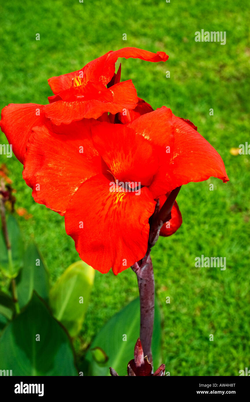Red Tropical Flower Stock Photo - Alamy