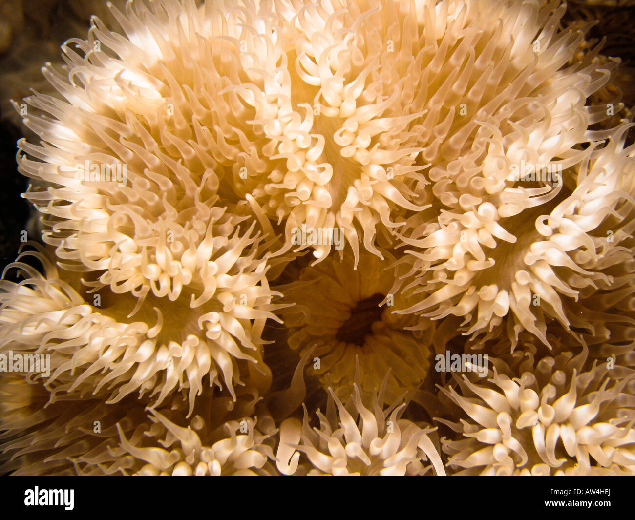 Monterey Bay, California, USA Underwater anemone Stock Photo - Alamy