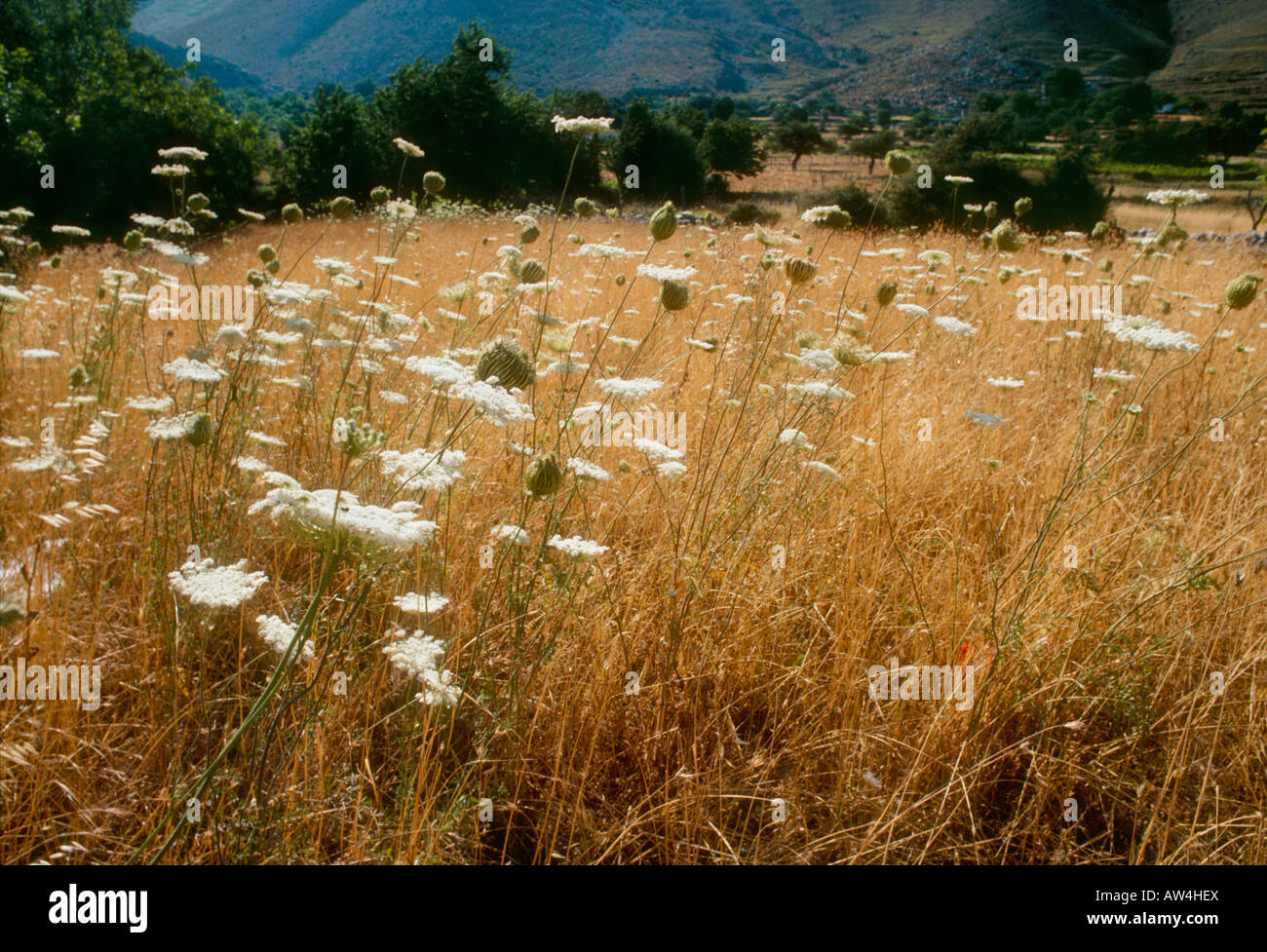 Summer field of wild grasses in Crete, Greek Islands, Greece Stock ...