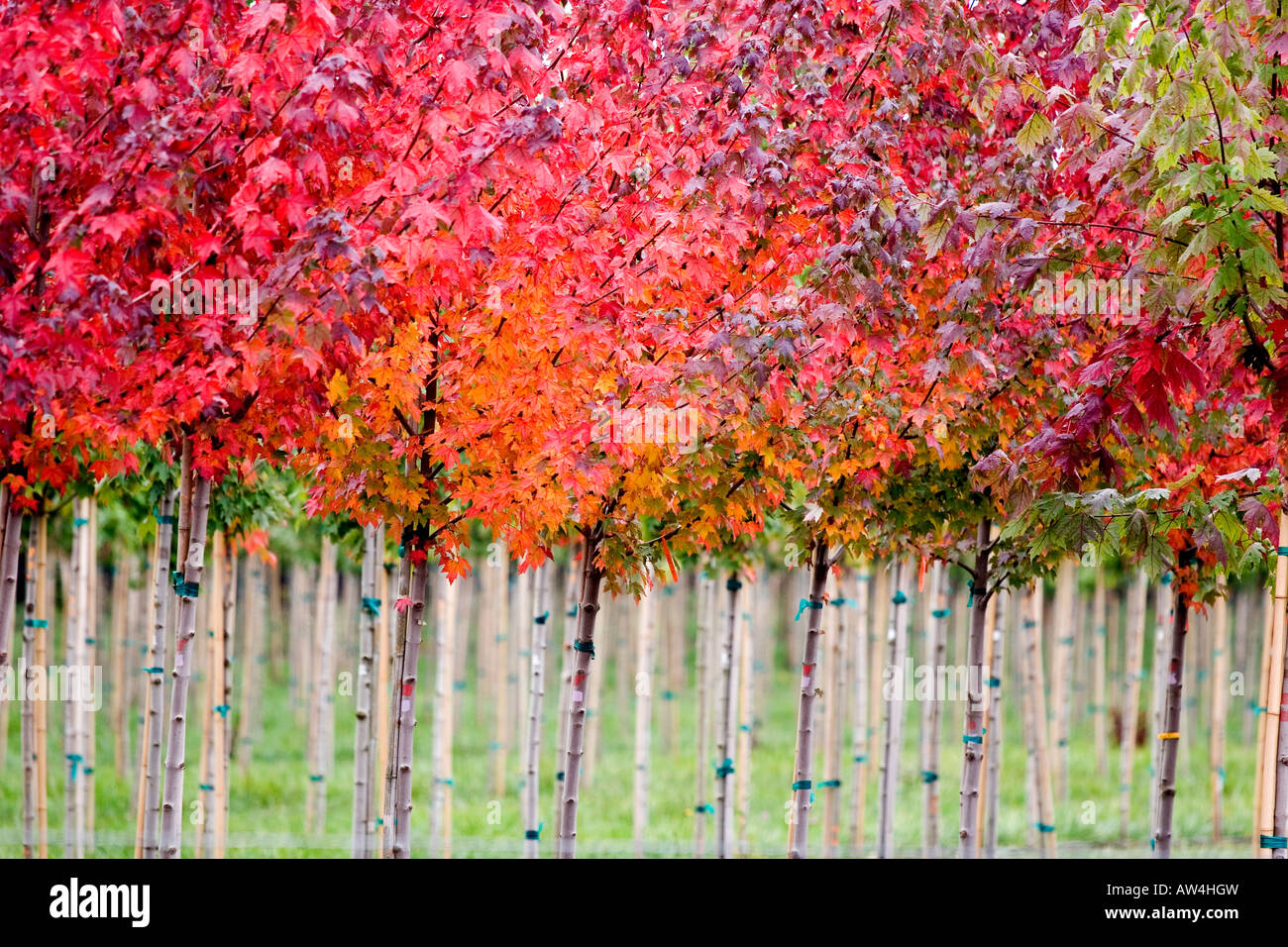 Fall foliage tree nursery hi-res stock photography and images - Alamy